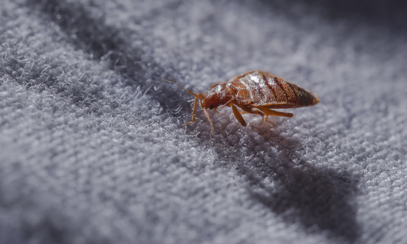 Bedwantsen bestrijden – wandluis – bed bugs | Kinnef - Kinnef
