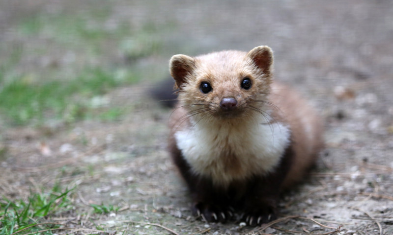 Steenmarter verjagen | Kinnef, Ermelo - Kinnef